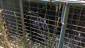 School of Veterinary Medicine - Nicole Cady - Spain