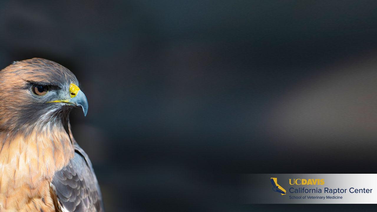 School of Veterinary Medicine - Vet Med Zoom Backgrounds