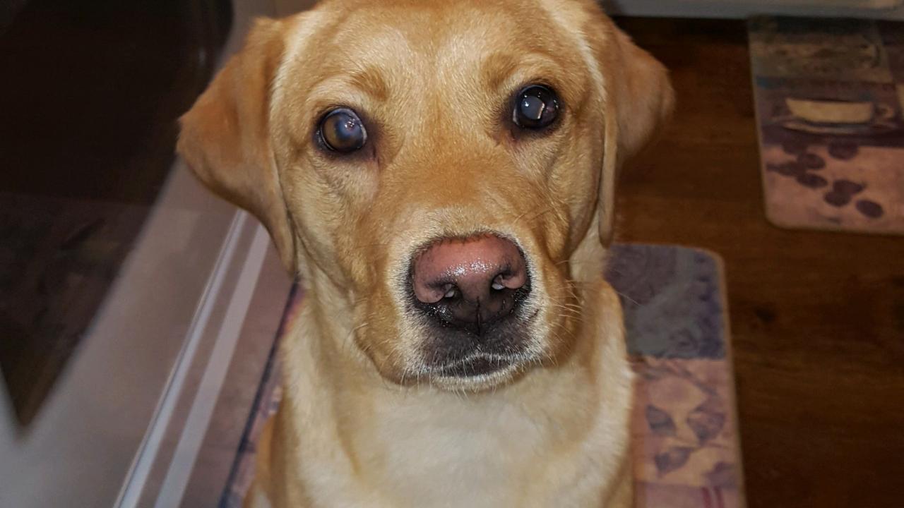 UC Davis Ophthalmologists Save Dog’s Eyes Following Accident | School ...