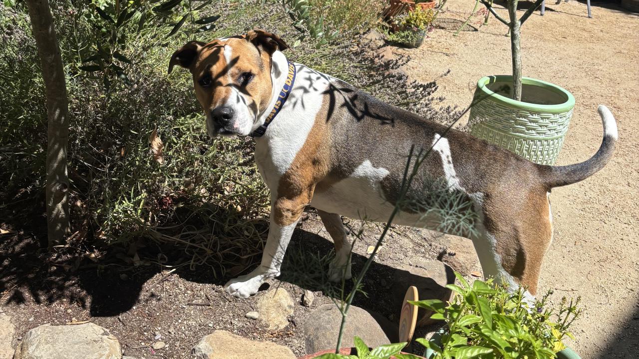 Grant to Treat Oncology Patients Saves Dog’s Leg | School of Veterinary ...