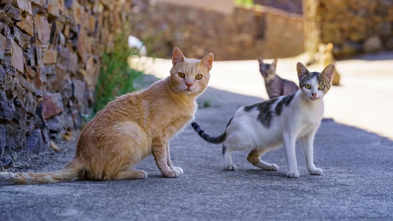 Wild and Feral Cats in Populated Areas Release More Toxoplasmosis ...