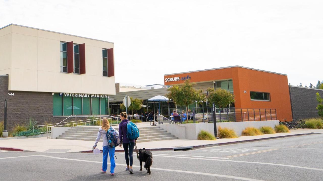 Pascoe Named Interim Dean of Vet Med | School of Veterinary Medicine