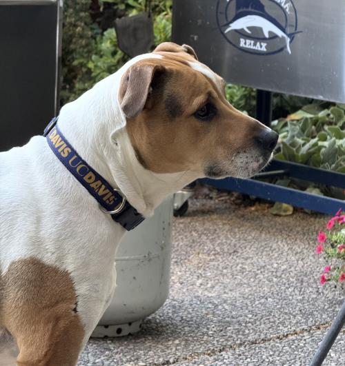 Grant to Treat Oncology Patients Saves Dog’s Leg | School of Veterinary ...